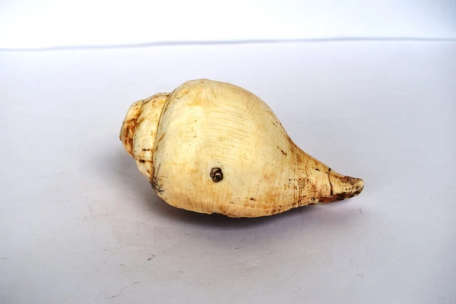 ANTIQUE HINDU TEMPLE Off White Crown Conch Sea Shell Trumpet Horagi ...