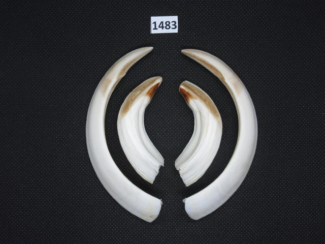 WILD BOAR TEETH (no. 1483), trophy, taxidermy, tooth £33.60 - PicClick UK