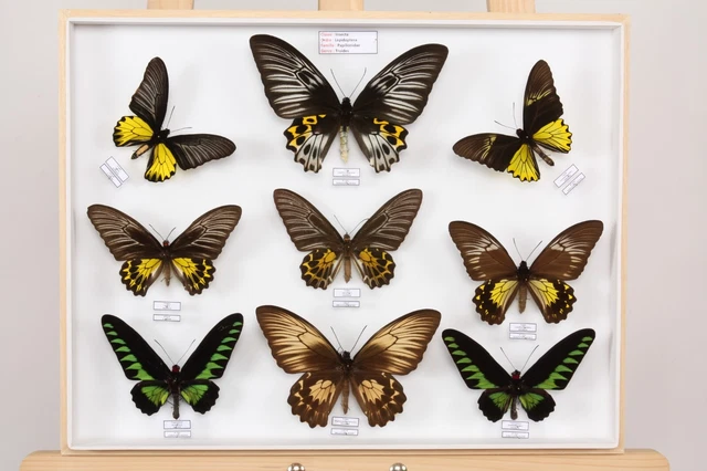 ENTOMOLOGIE COLLECTION MUSÉUM des insectes du monde Lot N°15 ...