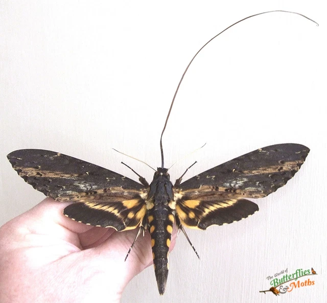 MONSTER MOTH NEOCOCYTIUS Cluentius SET x1 A- FEMALE Entomology insect ...