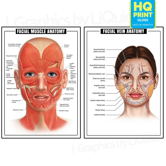FACE ANATOMY VEINS MUSCLES Detailed Chart Science Poster Print ...