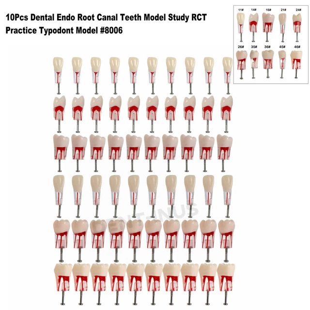 DENTAL TEETH ROOT Canal RCT Block Pulp Cavity Practice Model for Endo ...