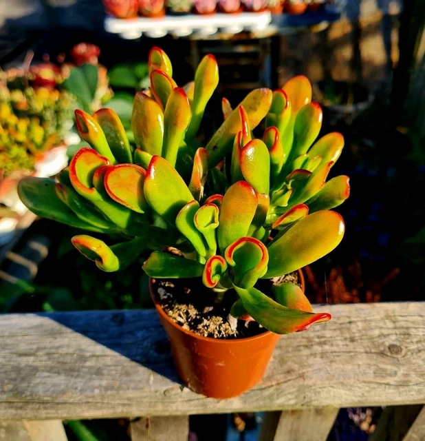 CRASSULA OVATA HOBBIT Sunset succulent plant £7.99 - PicClick UK