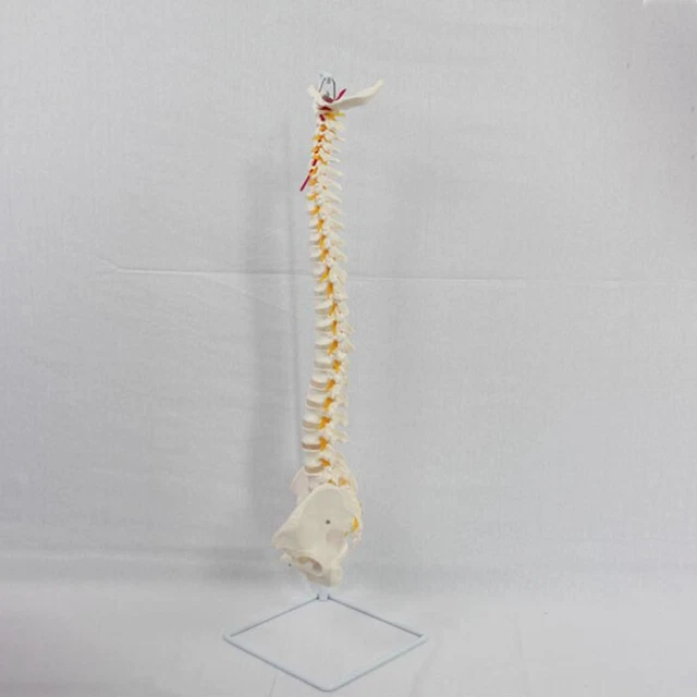 FLEXIBLE HUMAN SPINAL Column Vertebral Curve Model Human Spine Bone ...