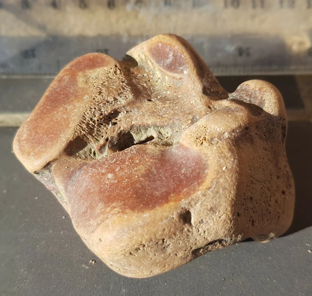 GENUINE THAMES MUDLARKING Find Vertebrae £4.99 - PicClick UK
