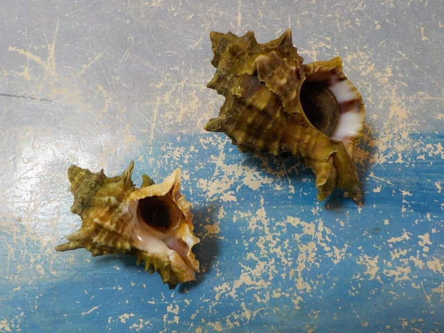2 MUREX HEXAPLEX TRUNCULUS UNIQUE SHELLS !!! from Greece EUR 23,87 ...
