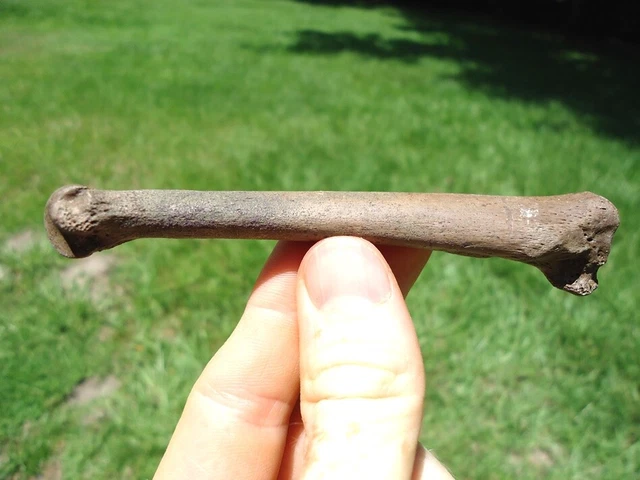 RARE DIRE WOLF Metapodial Toe Bone Florida Fossils Ice Age Saber Cat ...