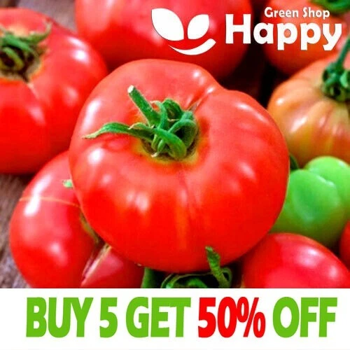 VEGETABLE TOMATO SEEDS - Pedro F1 - Salad Tomato - 30 Seeds - Easy To ...