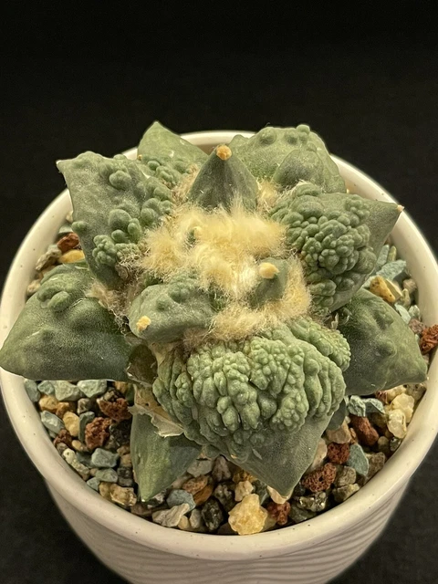 ARIOCARPUS CV CAULIFLOWER King - Displayed In 120mm Pot $400.00 ...