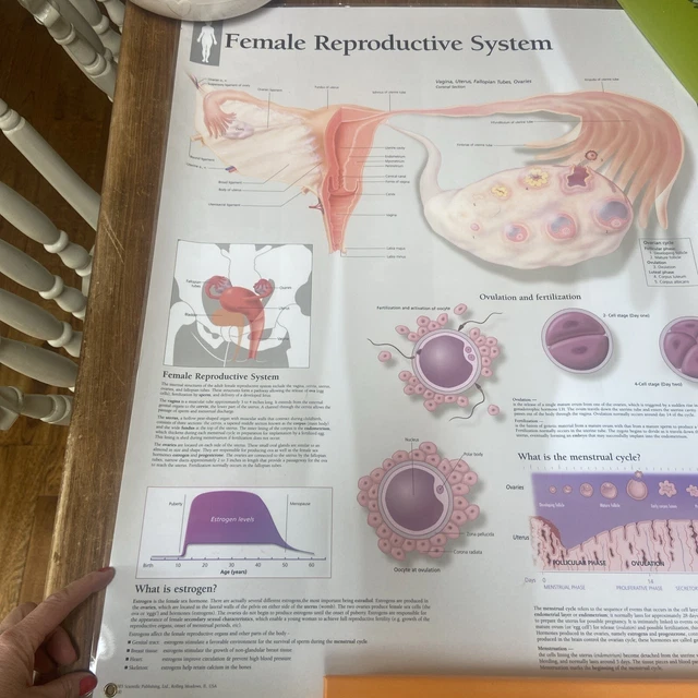 FEMALE REPRODUCTIVE SYSTEM Laminated Poster For Midwifery Students 22x ...