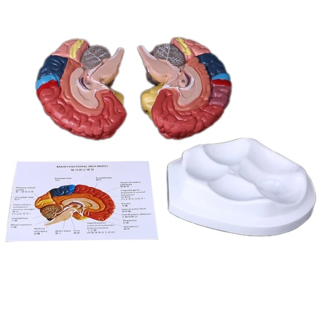 Life Size Human Brain Functional Area Model Anatomy For Science