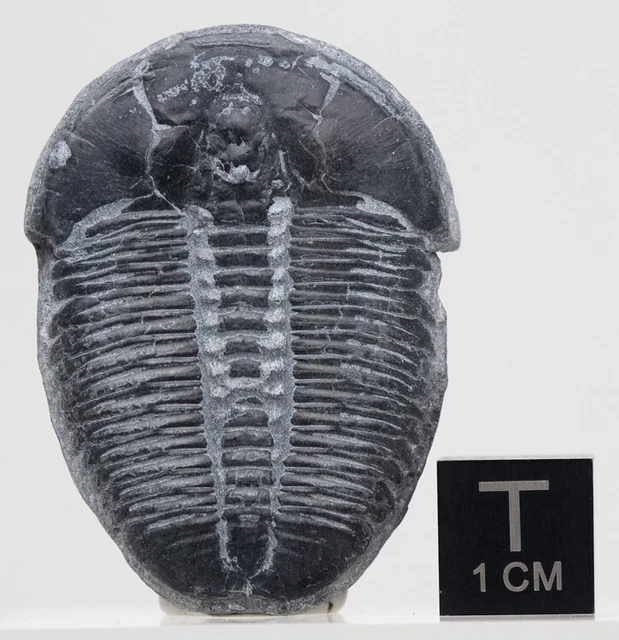 LARGE TRILOBITE SPECIMEN Prehistoric Fossil Mineral ELRATHIA KINGII ...