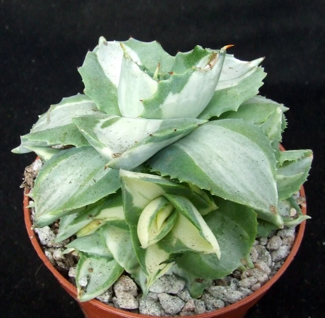 AGAVE ISTHMENSIS 'OHI Raijin' with yellow offset 8cm 5-headed succulent ...