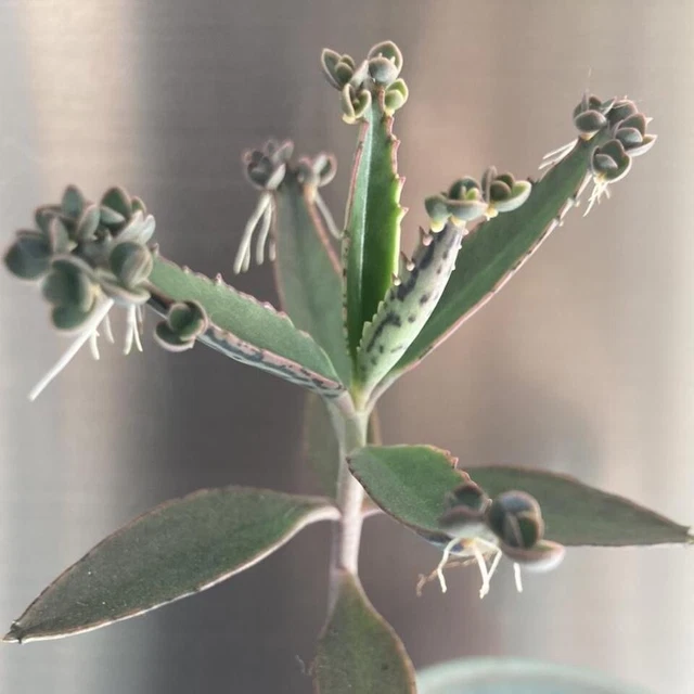 MOTHER OF THOUSANDS Alligator Plant Cuttings Rooted x5 £4.36 - PicClick UK