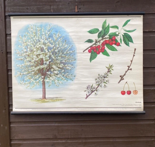 VINTAGE BOTANICAL ROLL down school chart of a cherry tree £75.00 ...