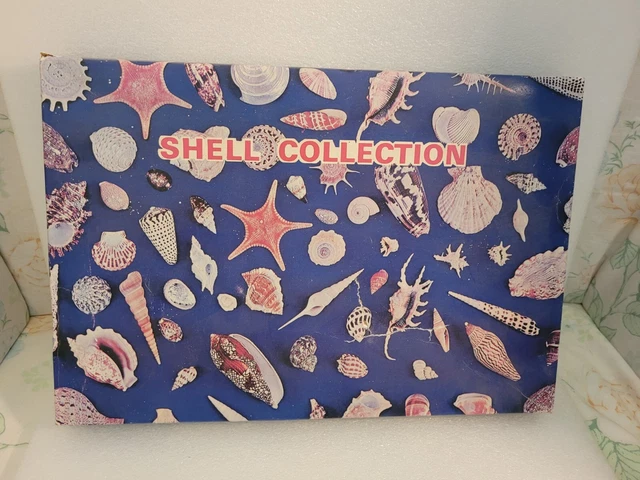 VINTAGE SEA SHELL Shells Mounted Collection With Names in Box - 30 ...