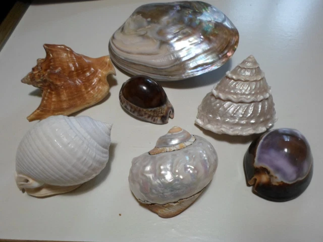 COQUILLAGES NOM ET origine inconnu. . plus grand 16 x 11,5 cm +/- EUR ...