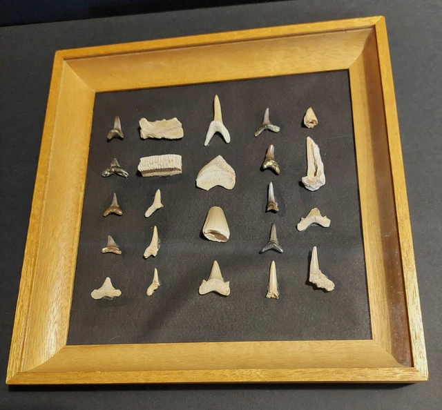 FOSSILS DIDACTIC FRAME with Fossil Teeth £71.47 - PicClick UK