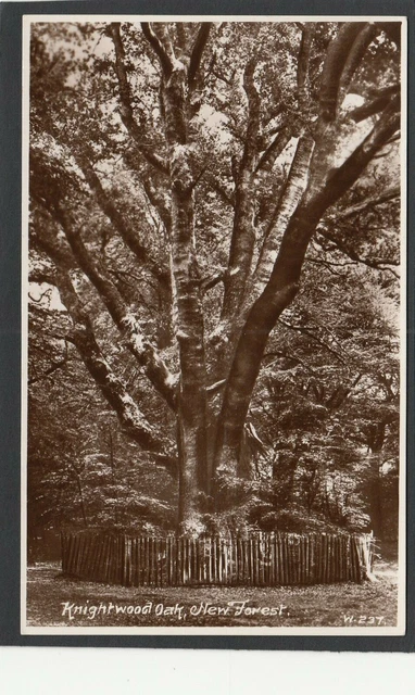 POSTCARD KNIGHTWOOD OAK nr Lyndhurst New Forest Hampshire oldest tree ...
