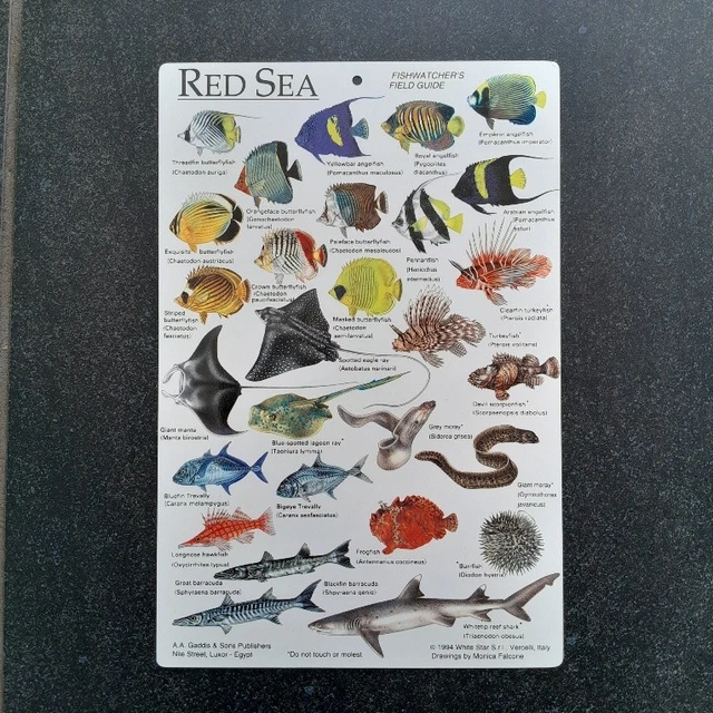 RED SEA FISHWATCHER'S Field Guide Fish Identification Dive Card - used ...