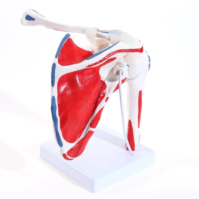 LIFE-SIZE MEDICAL ANATOMY Human Shoulder Joint Model with Musculature A ...