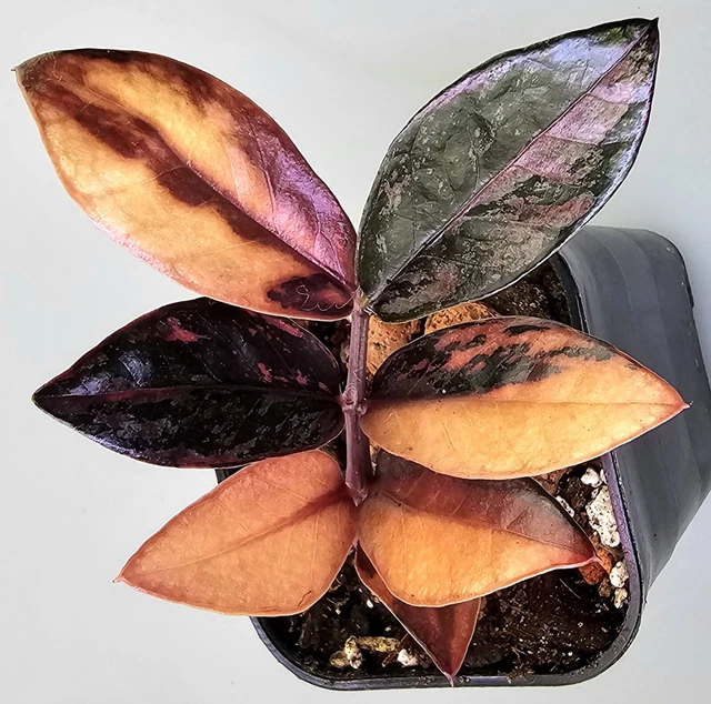 ZAMIOCULCAS ZAMIIFOLIA BLACK Raven Pink Orange Variegata - ZZ ...