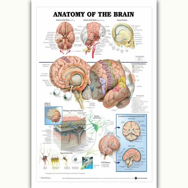 ANATOMY OF THE Brain Anatomical Chart - Paper Unmounted by Anatomical ...