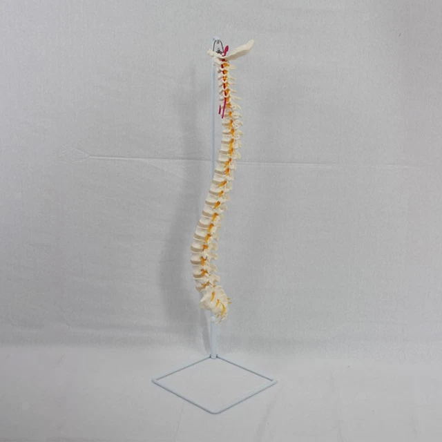 SPINAL COLUMN MODEL Vertebral Column 35" for Educational Tool £52.34 ...