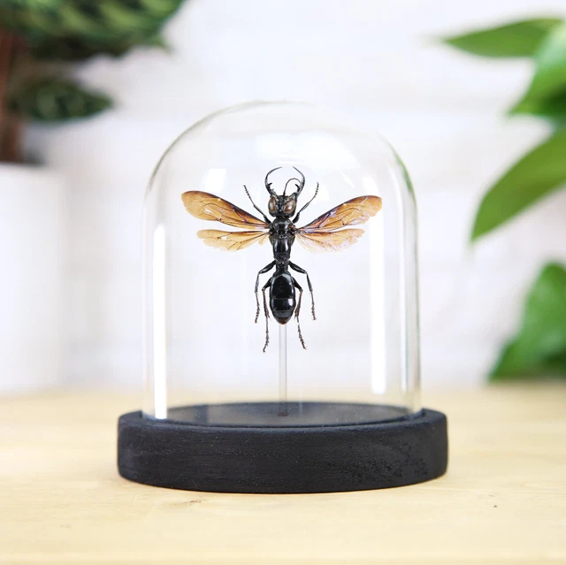 KING OF WASPS (Megalara Garuda) Bug Insect Taxidermy Entomology Glass ...