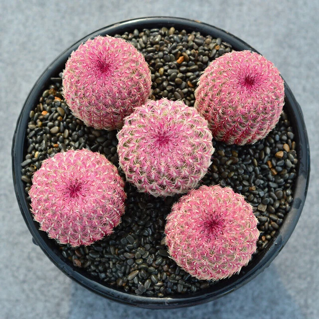 RARE SUCCULENT CACTUS Plants chinocereus rigidissimus home plant own ...