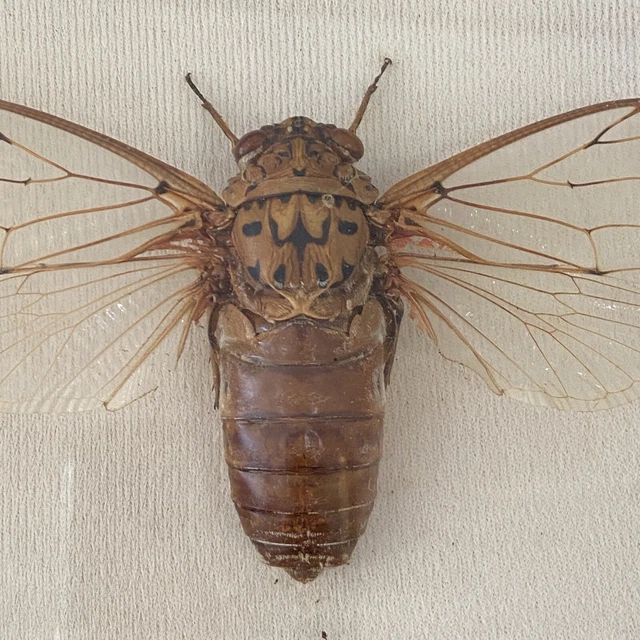 VINTAGE TAXIDERMY GIANT Cicada Malaysia Box Framed Insect Specimens ...