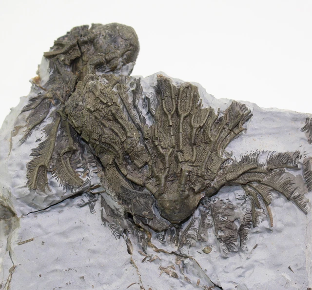 CRINOID, ARTHROACANTHA CARPENTERS, Devon, Pennsylvania, Ohio, USA -b962 ...