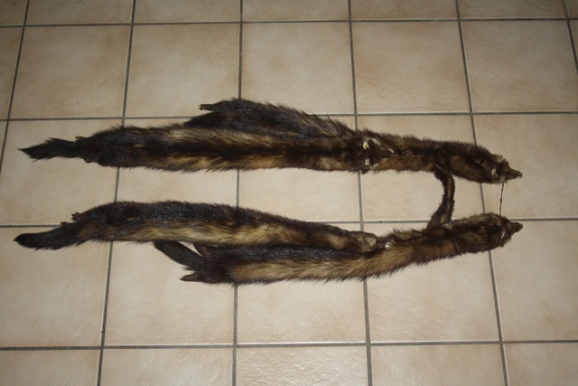 MARDER, ILTIS, ZOBEL, Nerz, Tier Pelz Fell Stola, Schal, Kragen Vintage ...