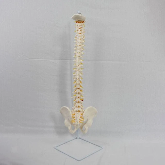 HUMAN SPINE MODEL Vertebral Curve Model for Study and Reference ...