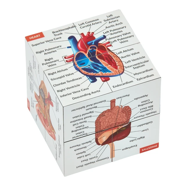 HUMAN ANATOMY STUDY Cube | Anatomy Gift | Learn 9 Parts of The Human ...
