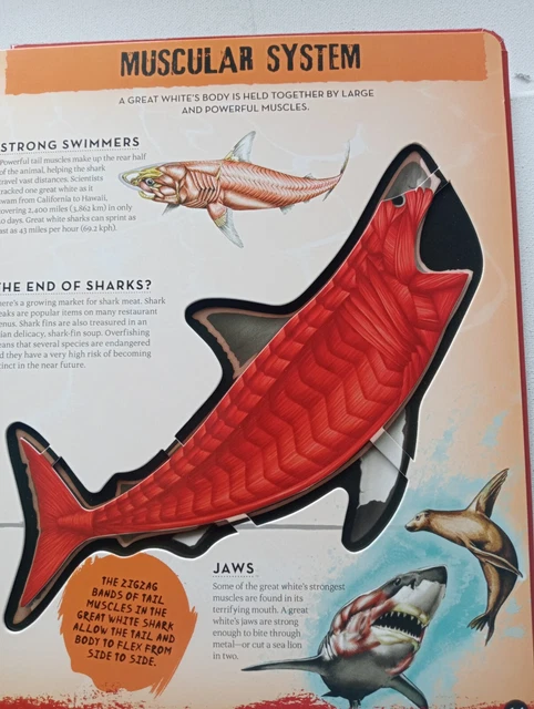 SHARKS INSIDE OUT Shark, Look inside a Great White by David George ...