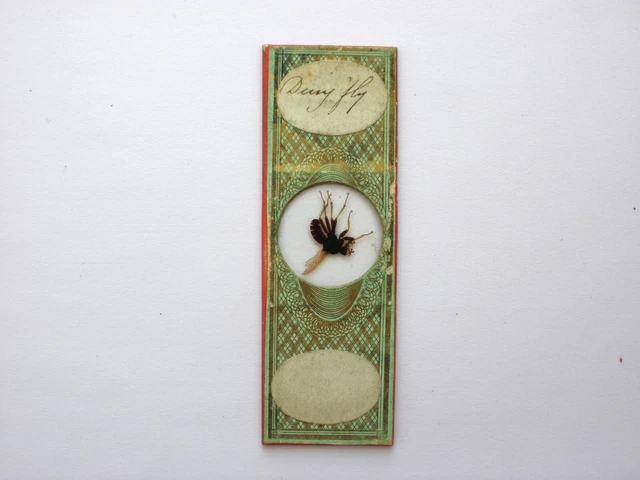ANTIQUE MICROSCOPE SLIDE. Good Example of Dung Fly. £5.00 - PicClick UK