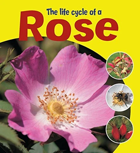 LEARNING ABOUT LIFE Cycles: The Life Cycle of a Rose-Ruth Thomso £202. ...