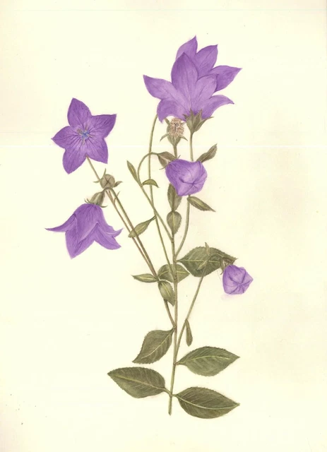 KATHLEEN MOYRA BELLIS - 20th Century Watercolour, Platycodon ...