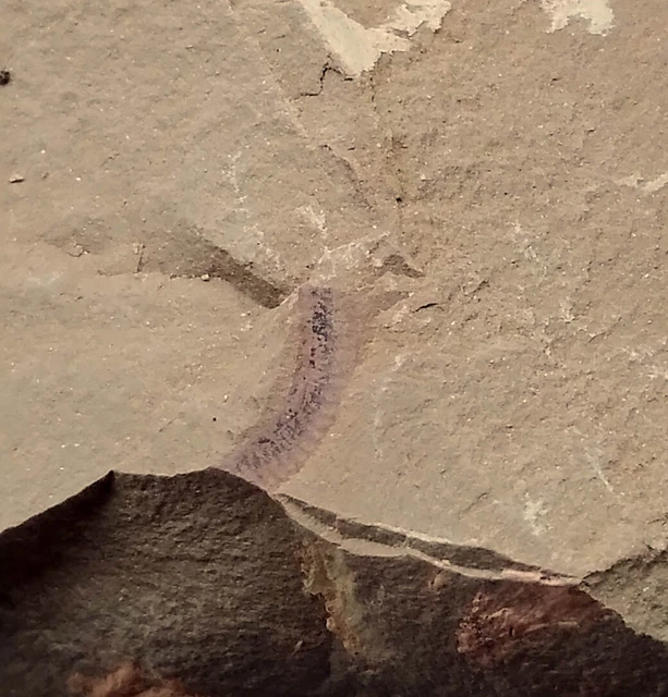 CAMBRIAN FOSSIL CRICOCOSMIA jinningensis ,teaching,cool No.q35 $0.01 ...