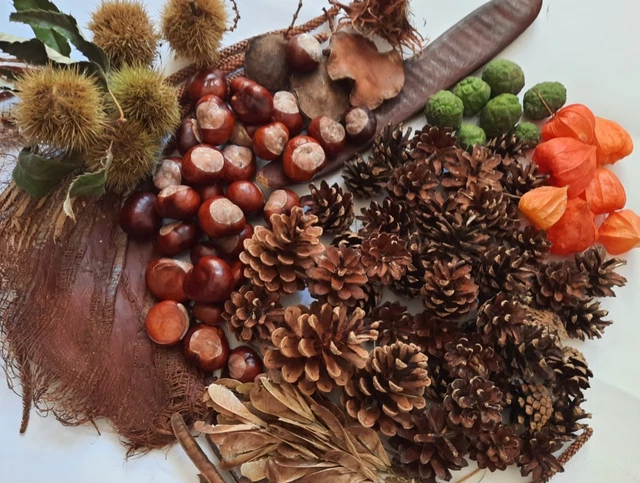 BASTELN BASTELPAKET DEKO Kiefernzapfen,Physalis, Kastanien ...