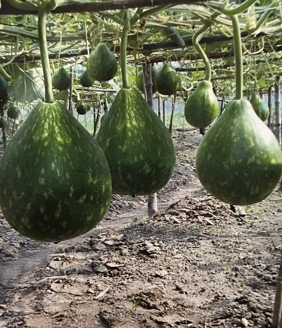 5X BANGLADESHI LAU Bangla Lau Khodu Bottle Gourd Dhudi garden vegetable ...