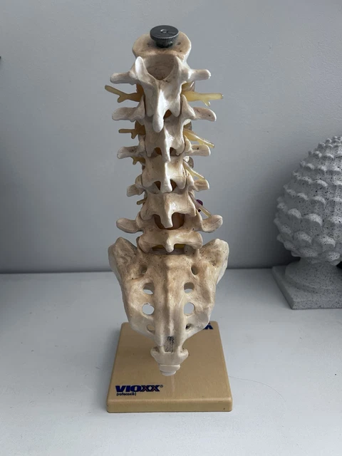 VINTAGE VIOXX MEDICAL Human Anatomy Spinal Vertebrae Lumbar Sacrum ...