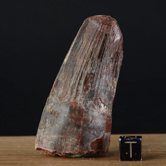 ZAHN SPINOSAURUS 7,05 CM Spinosaurus Aegypticus Dinosaurier Fossil Marokko #B156 EUR 81,00 ...