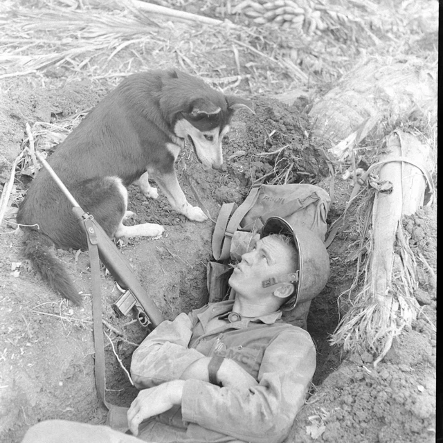 WW2 WWII PHOTO World War Two / US Marine & War Dog Guam 1944 USMC £6.44 ...