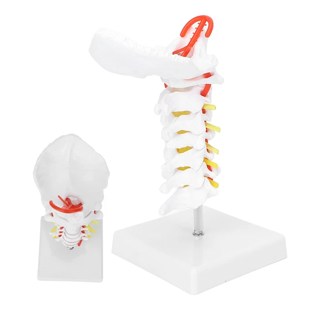 CERVICAL MODEL ARTERIA Spine Spinal Nerves Anatomical Model GSA £15.99 ...