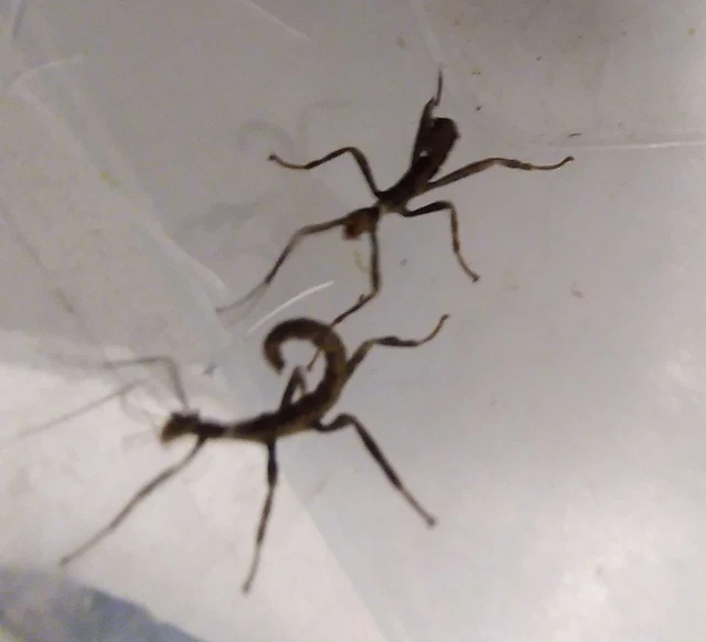 MACLEAYS SPECTRE STICK Insect. Small nymph Posted 1st Class £8.75 ...