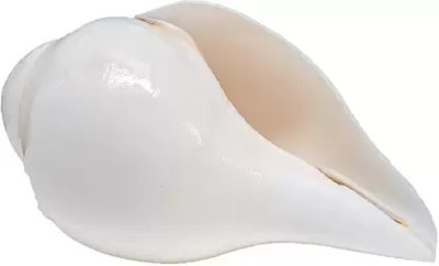 ORIGINAL SMALL SIZE Lakshmi Valampuri Sangu Conch Shell Shankh for ...