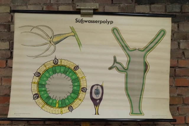 60ER BLACKBOARD WALL Chart Freshwater Polyp School Map School ...