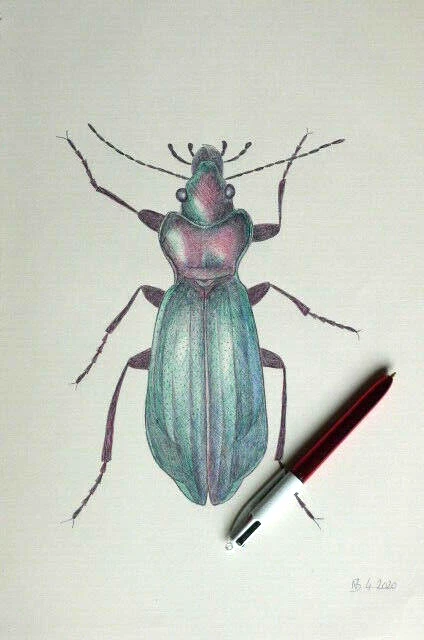 INSECTE ENTOMOLOGIE DESSIN BIC curiosité NATALIBÉ signé EUR 20,00 ...